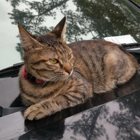 Ping Ee Ping Ee Github