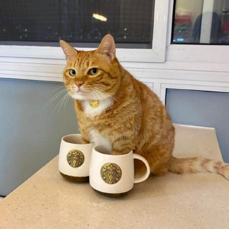 Mefrreex Arkadiy Github