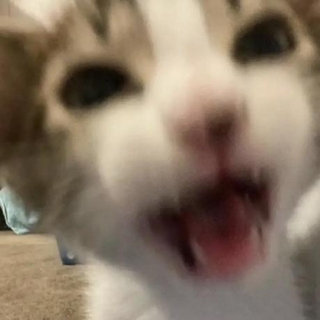 Github Cnadee Fl - Download Professional Nature Image | High Resolution