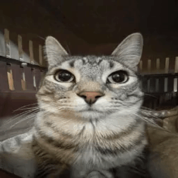 Kurohere Kurohere Github