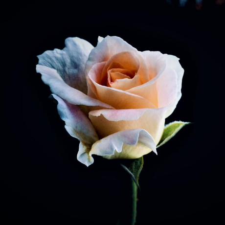 Xgakuto Gakuto Tobinaga Github