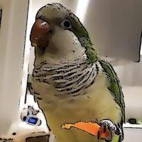 Serena Bottaro Serena Bottaro Github