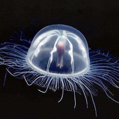 C Biao Bill Chen Github