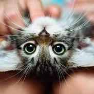 Loismorvan Loïs Morvan Github