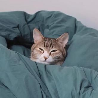 Querstro Querstro Github