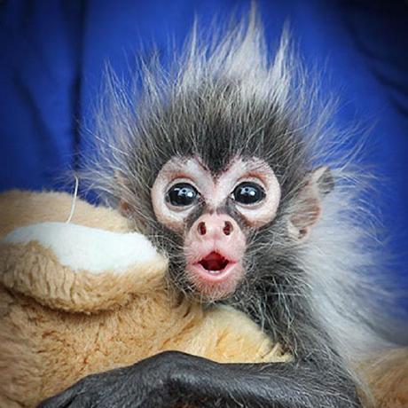 Historic Spidermonkey Code Github