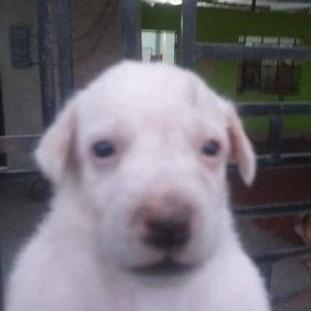 Jonathan Arevalo Arm Github