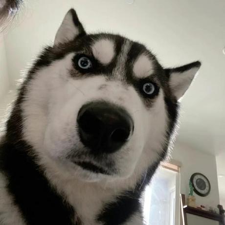 Ma Linhan Mlh Github