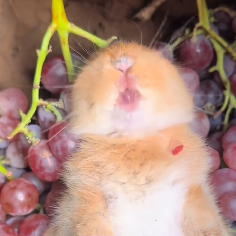 Autumn A For Real Github