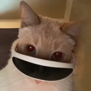 Asish Op Asish Github