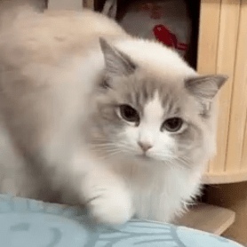 Leocalculus Leo Github