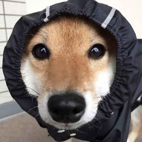 Tyler Brunette Tyler Github