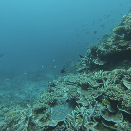 Seascape Models Github