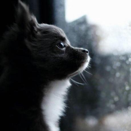 Rainy29 Rainy Github