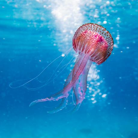 Shakilkhan24 Shakil Khan Github