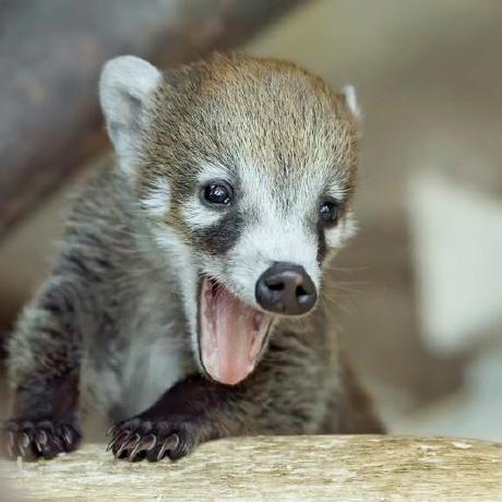 Coati Software Github - Premium Nature Image Gallery - HD