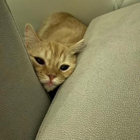 Github Sojungpp Course Registration - Mobile City Patterns for Desktop