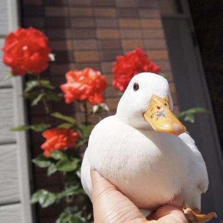 Eugenealimake Eugene Github