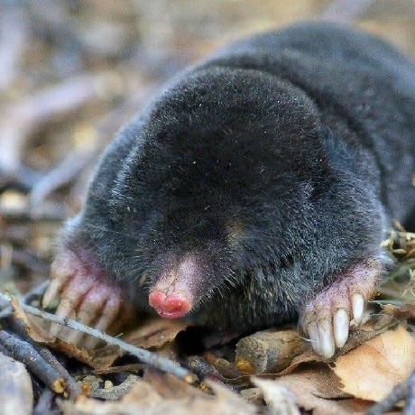 Andy Messer Andrey Krotov Github