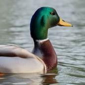 Bennewton1991 Ben Github