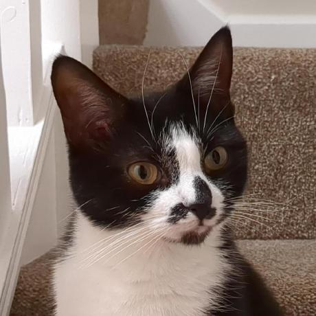 Sh Dima дима ш Github