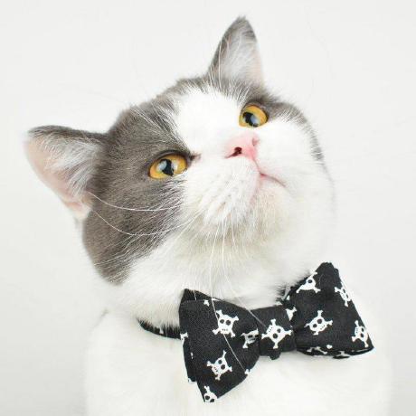 Davidlzcoding David Johnson Github