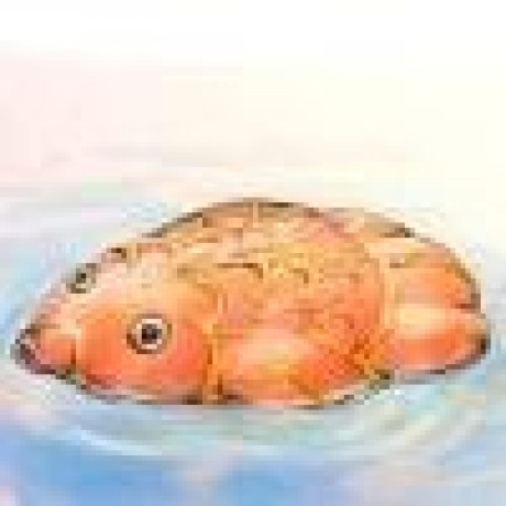 Kitagawa Kitagawa Github