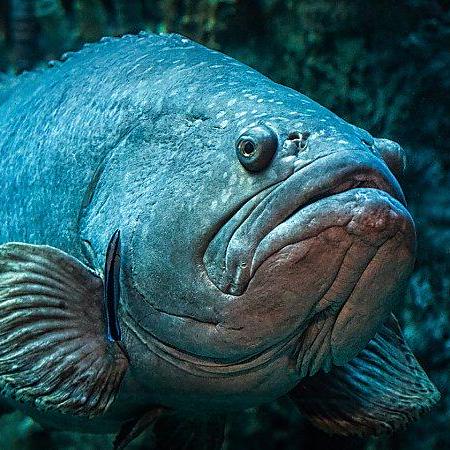 Grouper Github - Download Amazing Nature Art | High Resolution