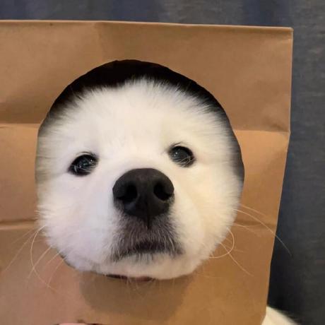 Ackites Antkites Github