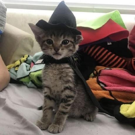 Simai1 максим бучнев Github