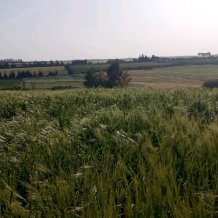 Github Meel Hd Lofi Engine Generate Lofi Music On The Go Offline