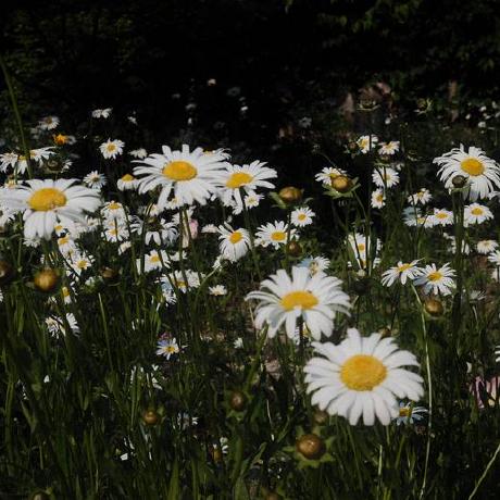 Andal Kharisma Github - HD Minimal Illustrations for Desktop