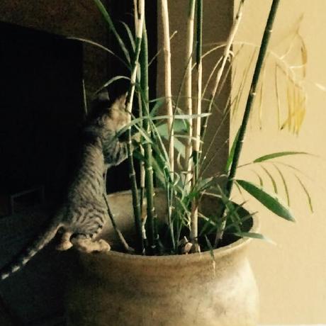 Github Usps Api Examples