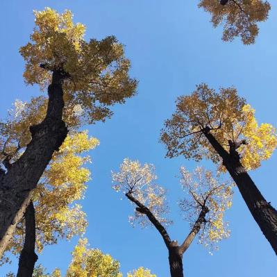 Imxtx T X Xie Github