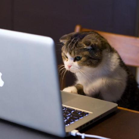 React Annotation Tool Examples Codesandbox