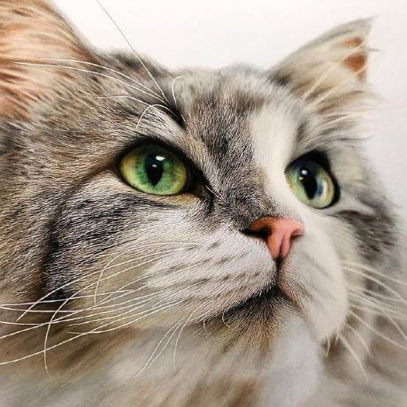 Celve Linyu Wu Github