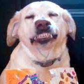 Timberpile Timber Github - Premium City Wallpaper - HD