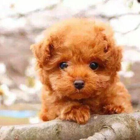 Yang Yulong Yang Yulong Github