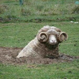 Anonymous Gopher Github