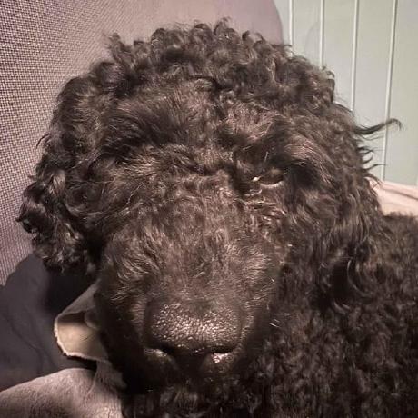 Boony Moony Boony Moony Github