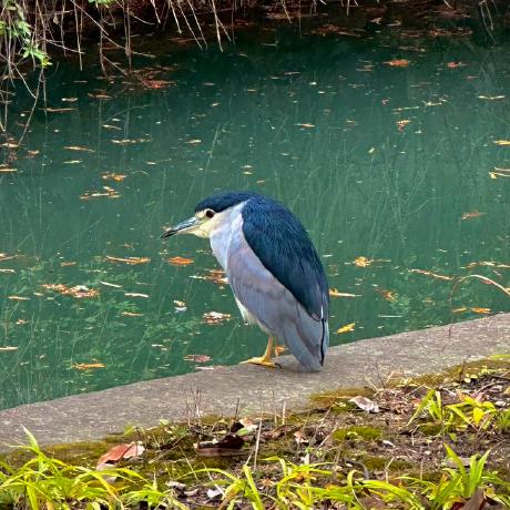 Yifan Haddock Yifan Haddock Github