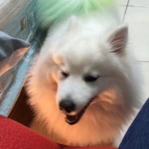 Rileyyang0919 Riley Github