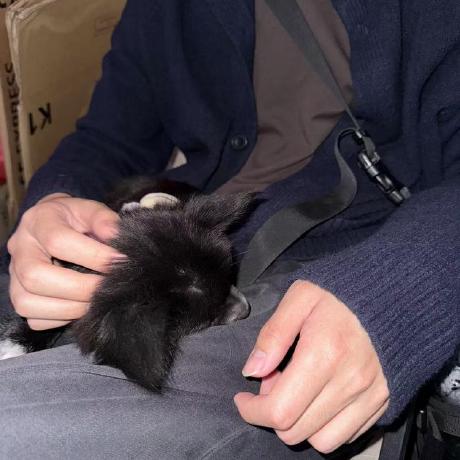 Yeexiaozheng Zheng Yixiao Github