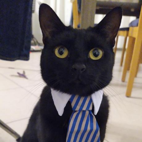 Releases Emweb Wt Github - City Images - Elegant High Resolution Collection