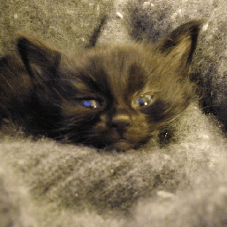 At Your Servers Github