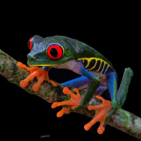 Imake Host Imake Github