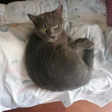 Ndhorton Nicholas Horton Github