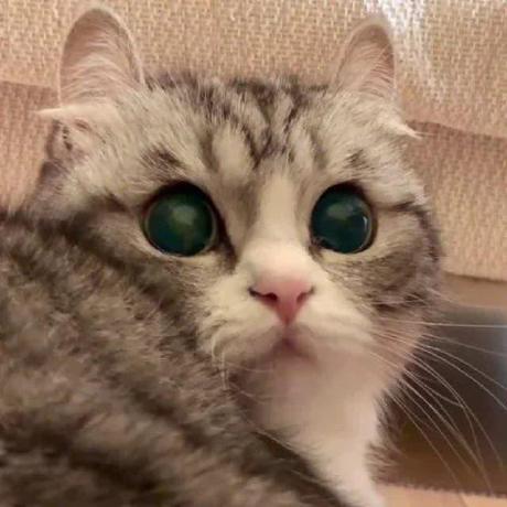 Catlemon Mr Cat Github