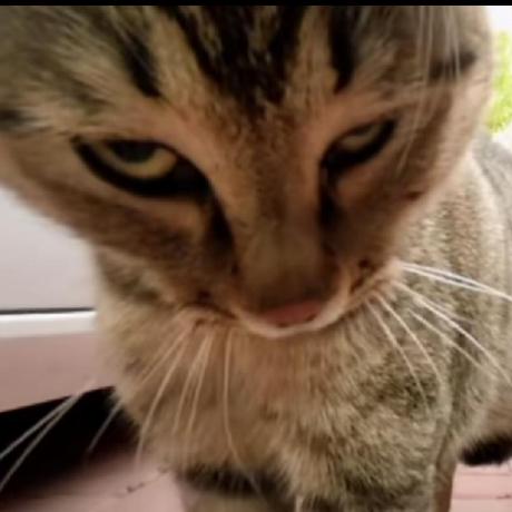 Junxi Haoyi 豪杰 Github