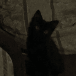 Reversepy Reverse Github